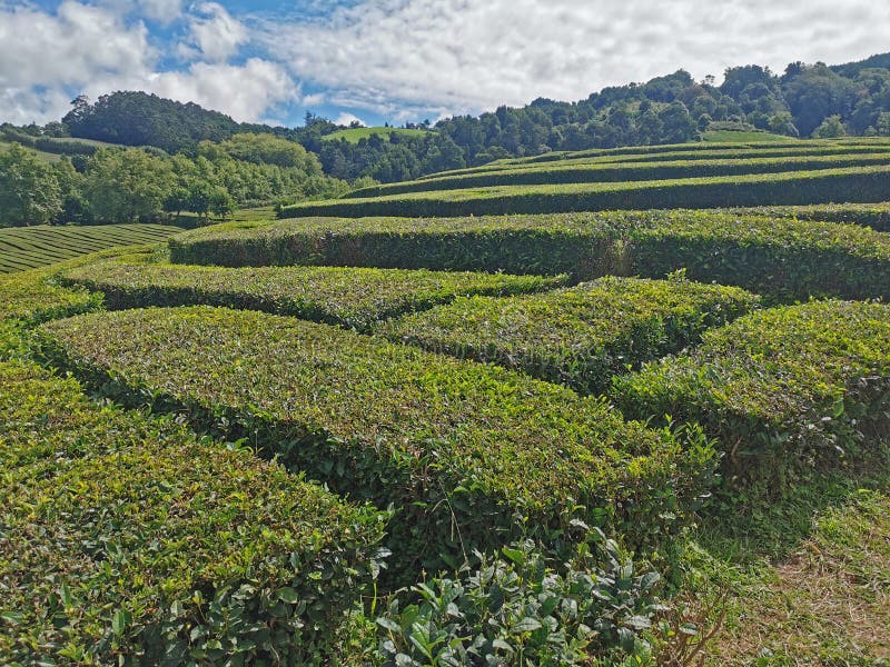 Tea fields on the azores stock image. Image of europe - 232749049