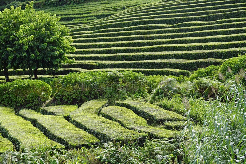 Tea fields on the azores stock image. Image of nature - 233017687