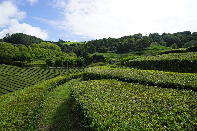 Tea fields on the azores stock image. Image of valley - 233019127