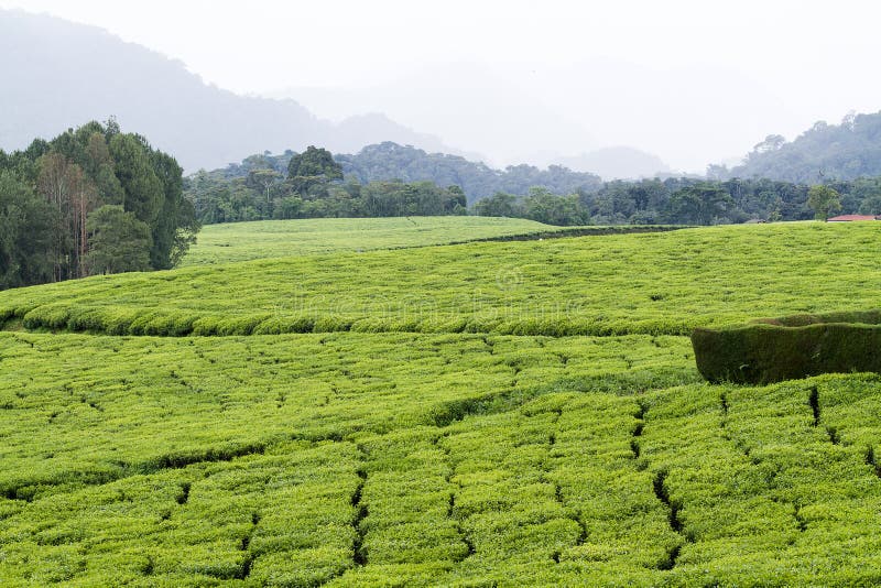 Tea fields stock photo. Image of farm, crop, hill, grow - 63835214