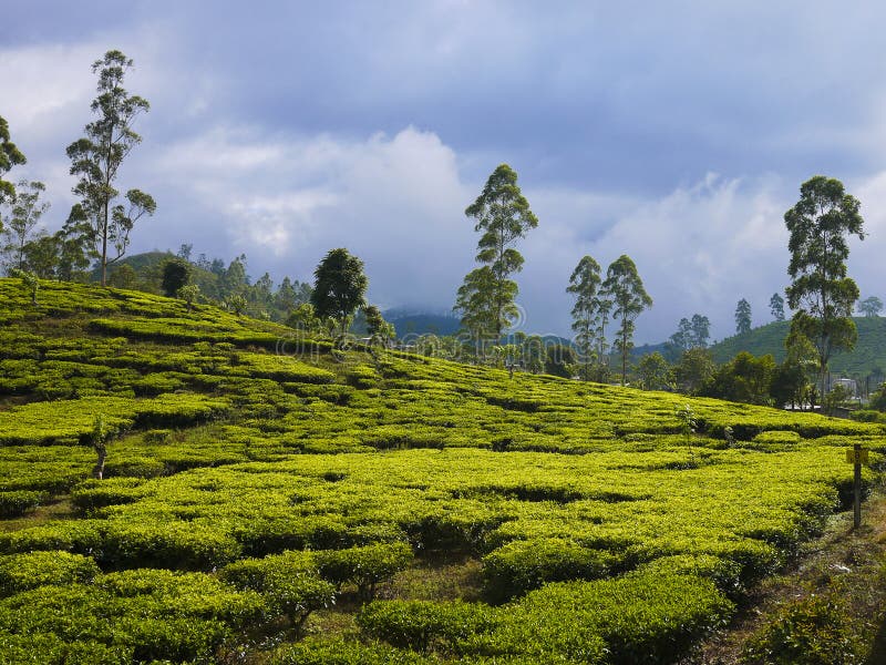 Tea Fields Close To Nuwara Eliya, Sri Lanka Stock Photo - Image of ...