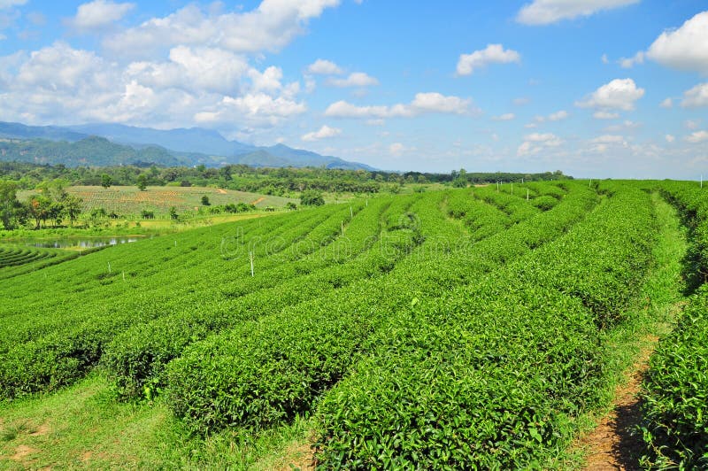 Tea fields stock photo. Image of salong, scene, asian - 46881366