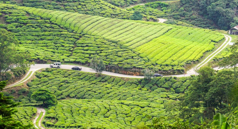 Tea Fields in Ella, Sri Lanka Stock Image - Image of sunny, fields ...