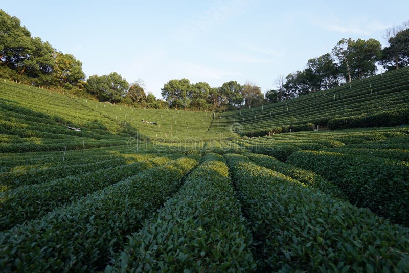 Tea Fields in Hangzhou on the Mountain Slopes, in China Stock Image ...