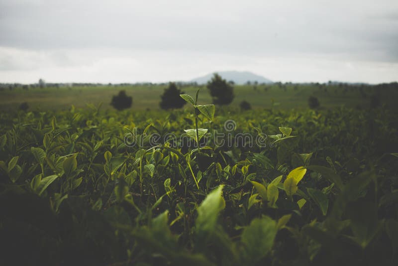 Tea fields of malawi stock image. Image of water, thyolo - 132751579