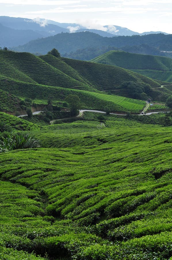 Tea fields with mountains stock photo. Image of mountains - 31431552