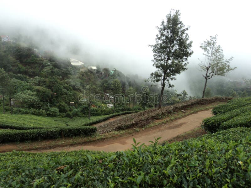 The Tea Fields in Ooty, India Stock Photo - Image of hills, humid ...