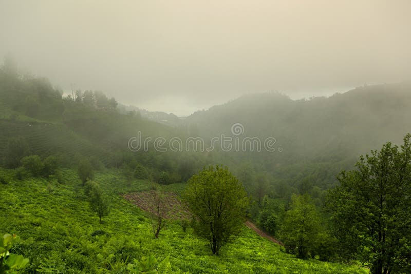 Tea fields stock image. Image of green, black, landscape - 105586579