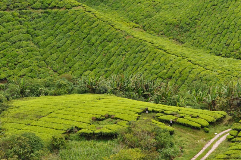 Tea fields stock photo. Image of asia, holiday, mountains - 31425746
