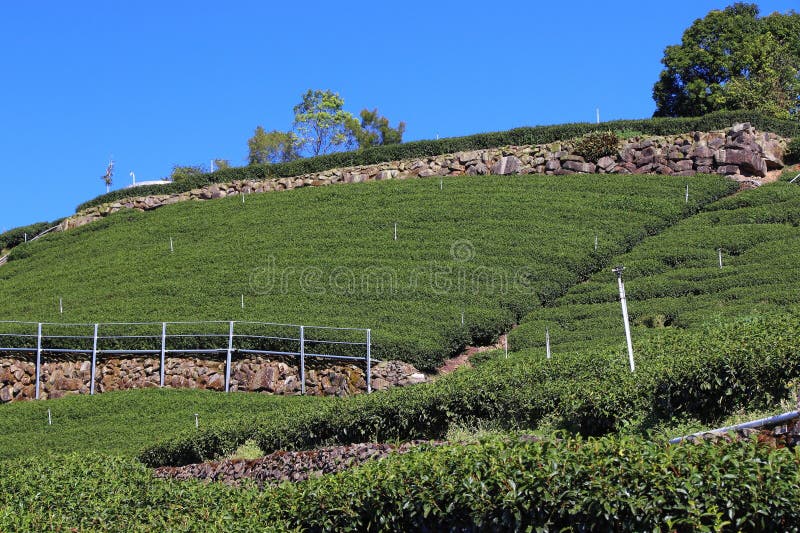 Tea Fields in Shizuo, Taiwan Stock Photo - Image of alishan, hills ...