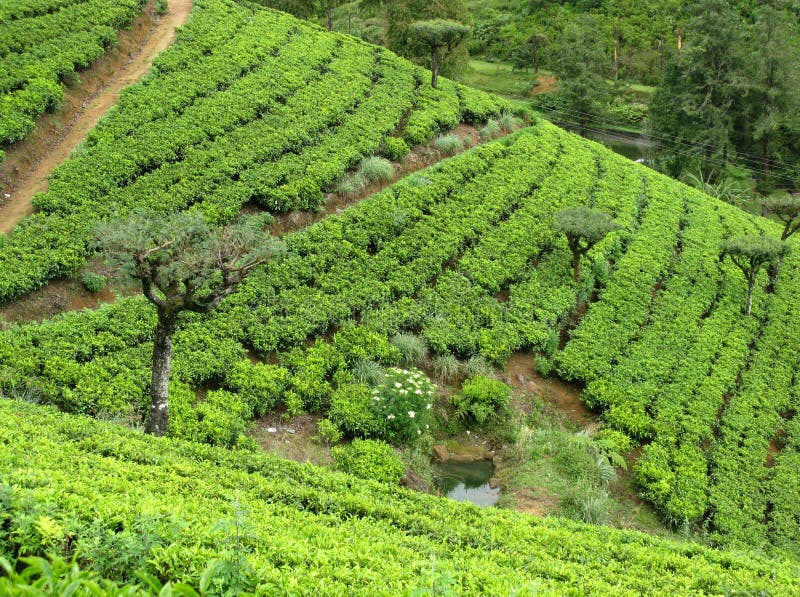 Tea plants on a plantation stock photo. Image of ceylon - 29815106