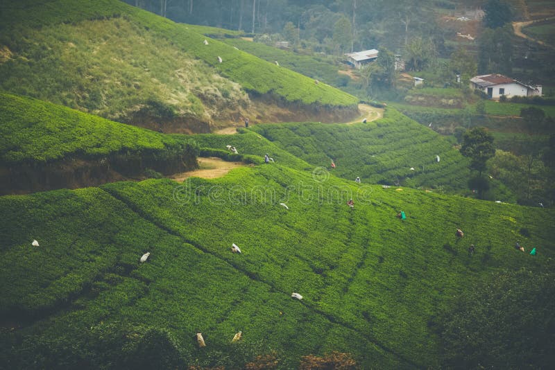 Tea fields in Sri Lanka stock image. Image of harvest - 60120659