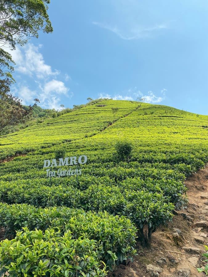 Tea fields in Sri Lanka stock image. Image of agriculture - 364476089