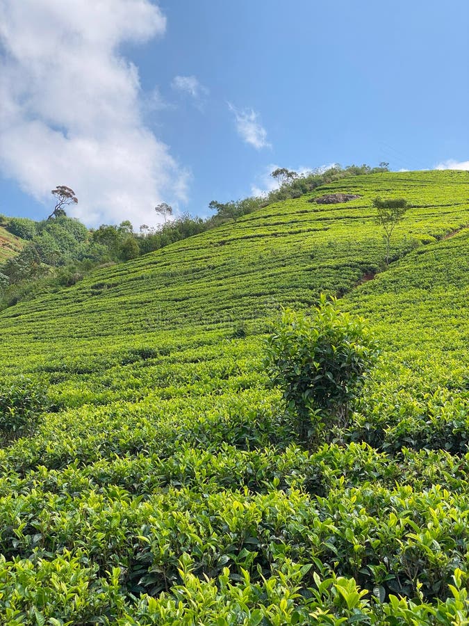 Tea fields in Sri Lanka stock photo. Image of plantation - 364476096