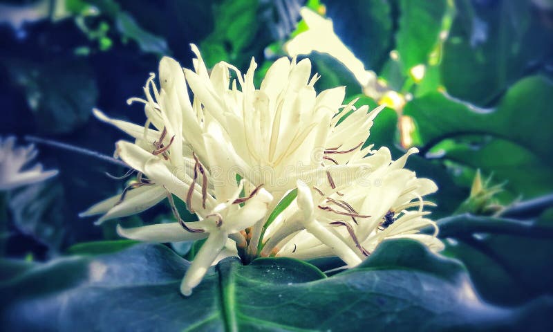 Tea flower stock image. Image of normal, flower - 65714189