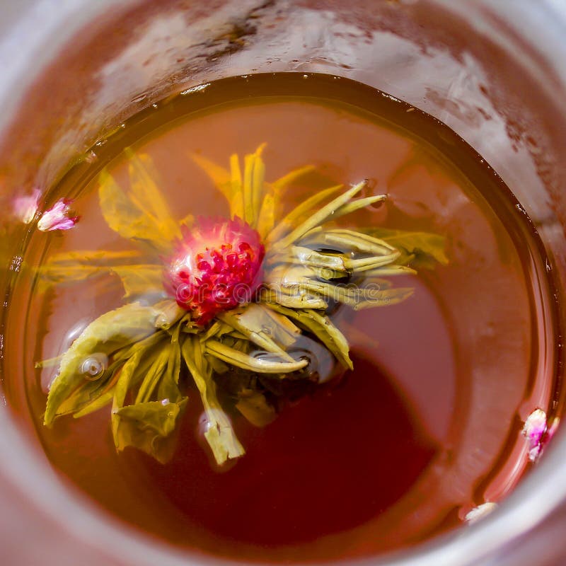 Tea flower stock photo. Image of blurred, leaf, clear - 103297778