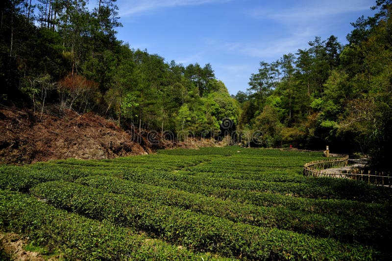 Tea garden stock image. Image of garden, background, geography - 19017283