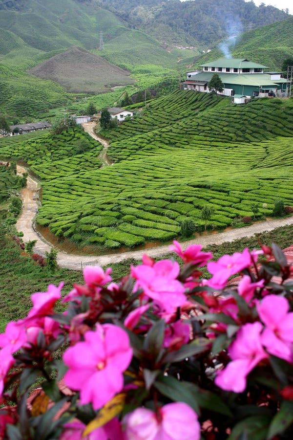 Tea garden stock image. Image of beautiful, house, greenery - 19932457