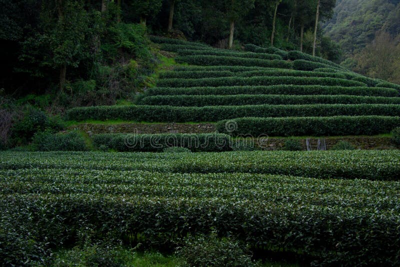 Tea garden stock image. Image of nature, plantation, slope - 24140369