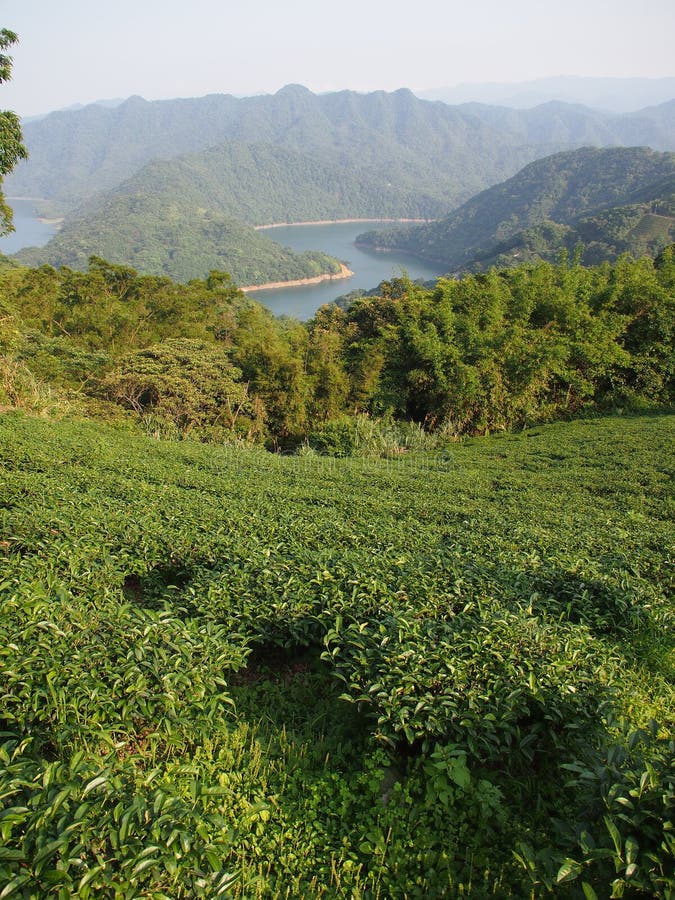 Tea garden stock photo. Image of countryside, grow, agriculture - 25487362