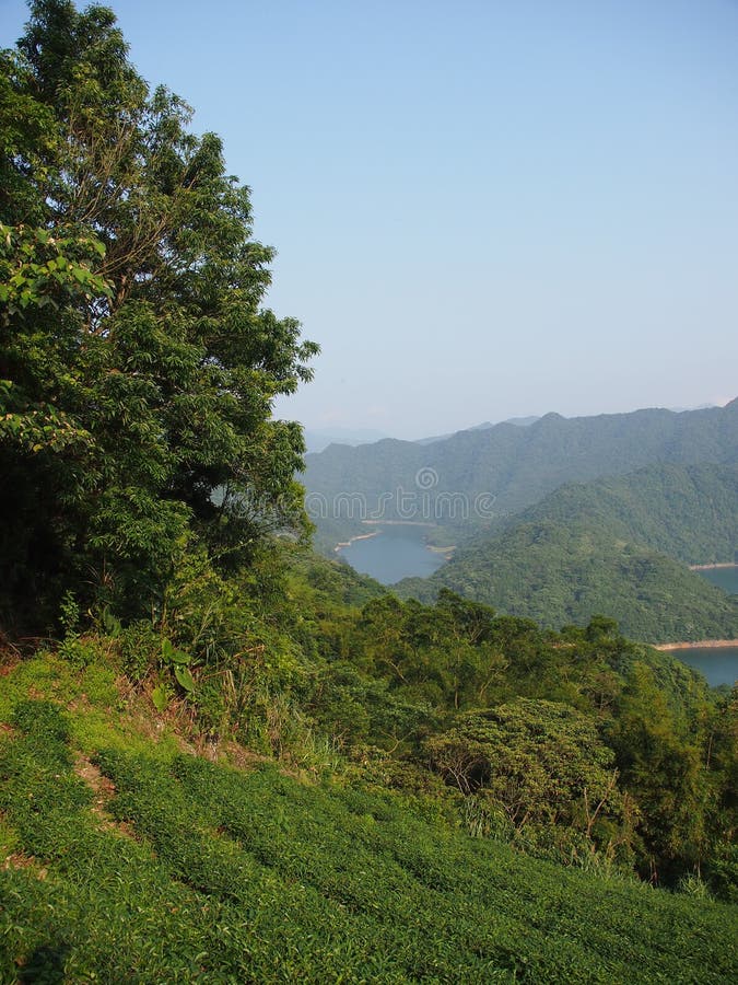 Tea garden stock photo. Image of beauty, focus, green - 25487372