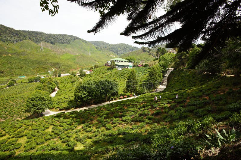 Tea garden stock image. Image of sunlight, relaxing, landscapes - 26151997