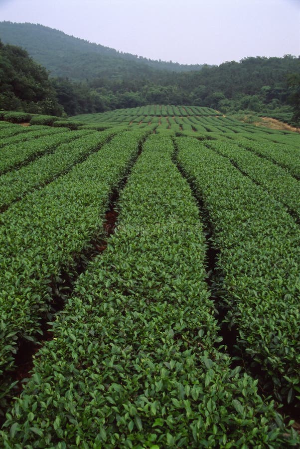 Tea garden stock photo. Image of drink, plantation, expansive - 814210