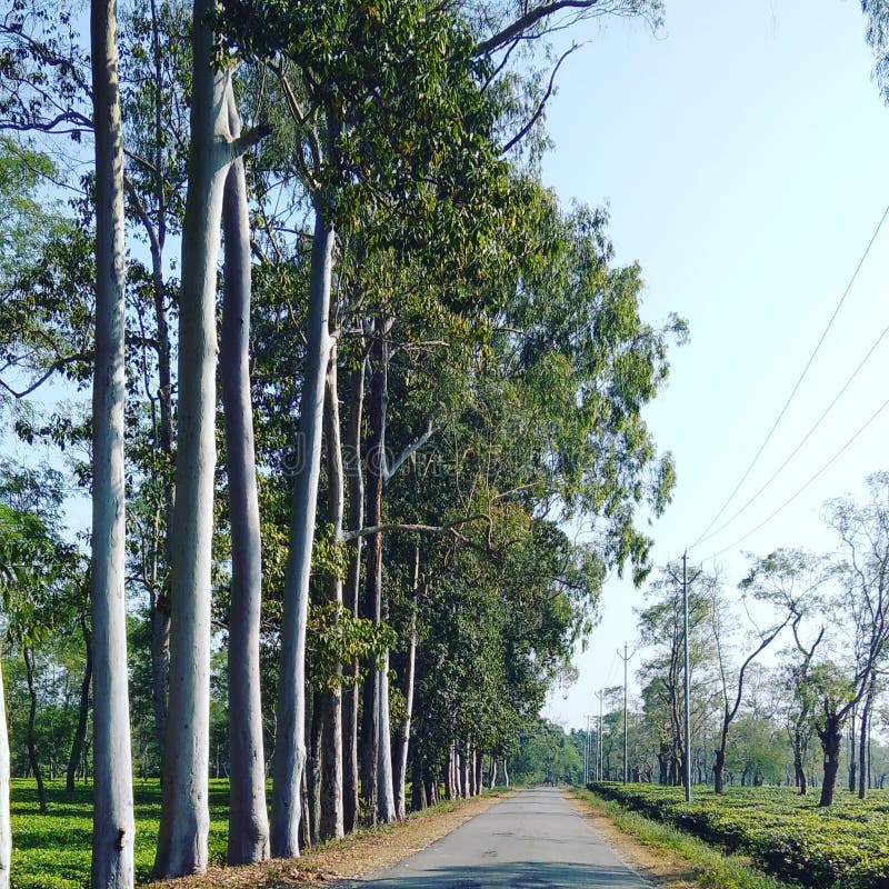 875 Assam Tea Tree Stock Photos - Free & Royalty-Free Stock Photos from ...
