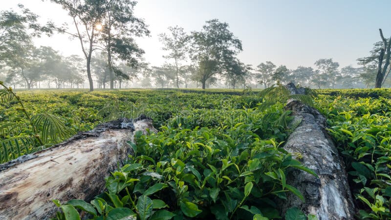 Tea Garden in Assam Time Lapse Stock Video - Video of asian, timelapse ...