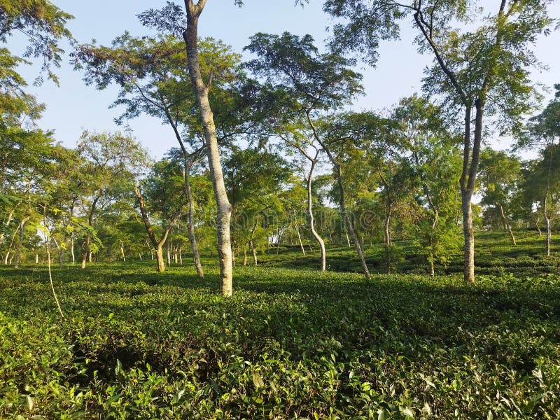 Tea garden Bangladesh stock photo. Image of bangladesh - 244216140