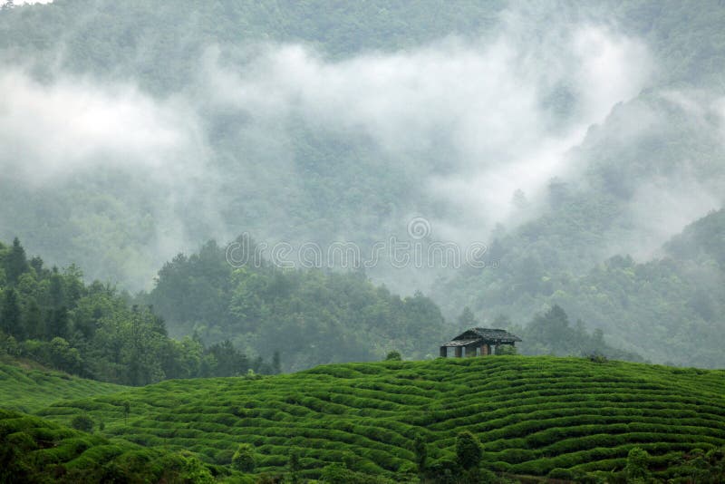Tea garden stock image. Image of sight, travel, white - 72038311