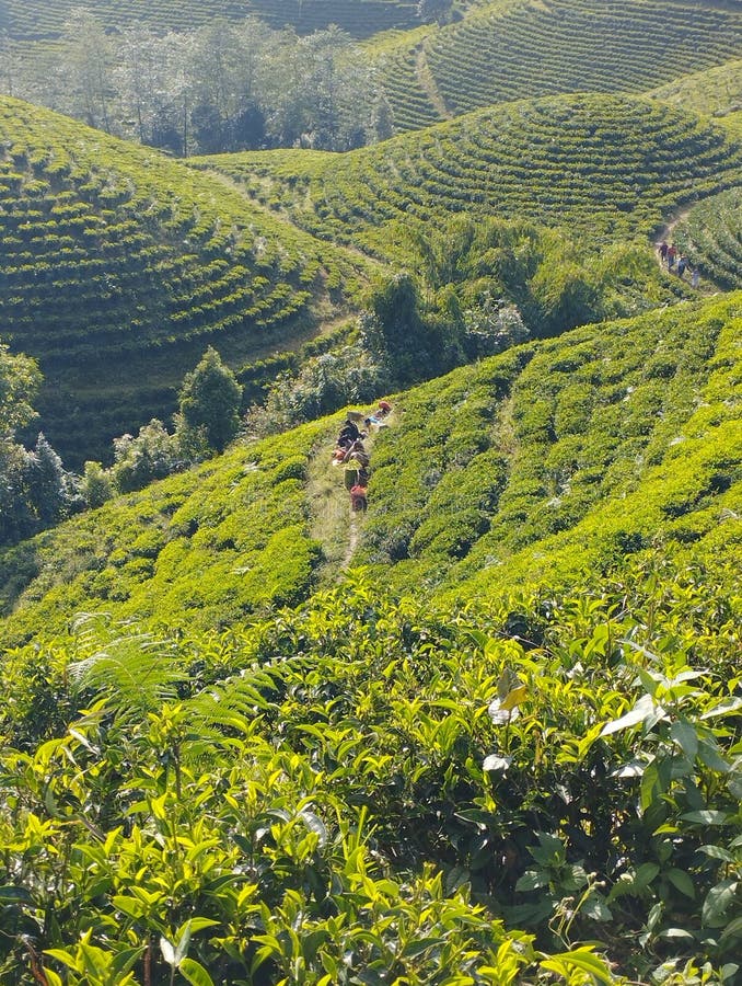 Tea garden stock photo. Image of mountain, ridge, plant - 266844768