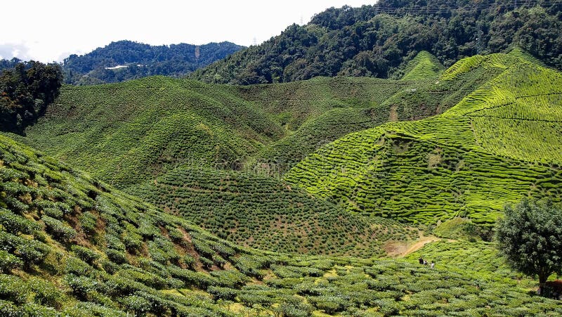 Tea Garden stock photo. Image of mountain, green, garden - 86352402