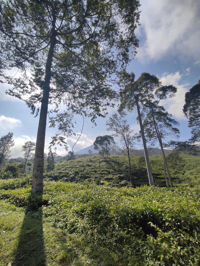 Tea garden in central java stock image. Image of java - 262721999
