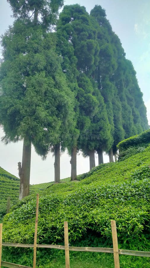 Tea Garden of Darjeeling and Pine Tree Stock Image - Image of garden ...