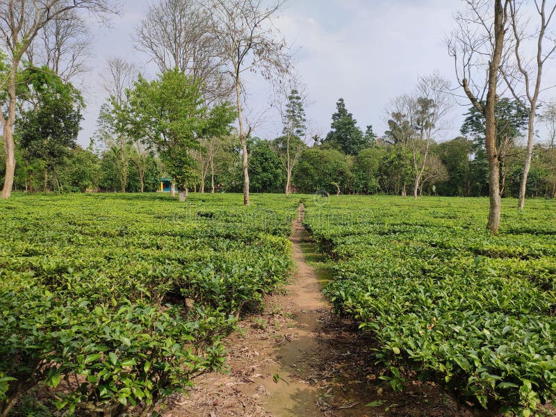 Tea Garden in Digboi, Assam, India. Stock Image - Image of growth ...
