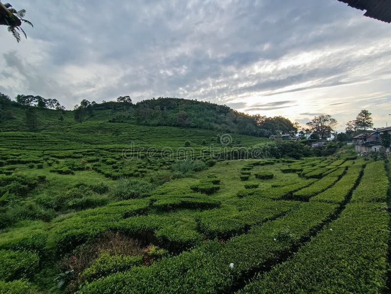 Tea Garden on the Hillside in the Early Morning Stock Photo - Image of ...