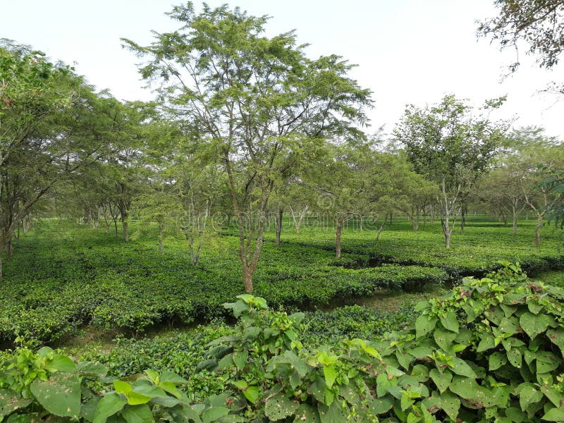 Tea garden stock image. Image of plant, soil, woodland - 220680803