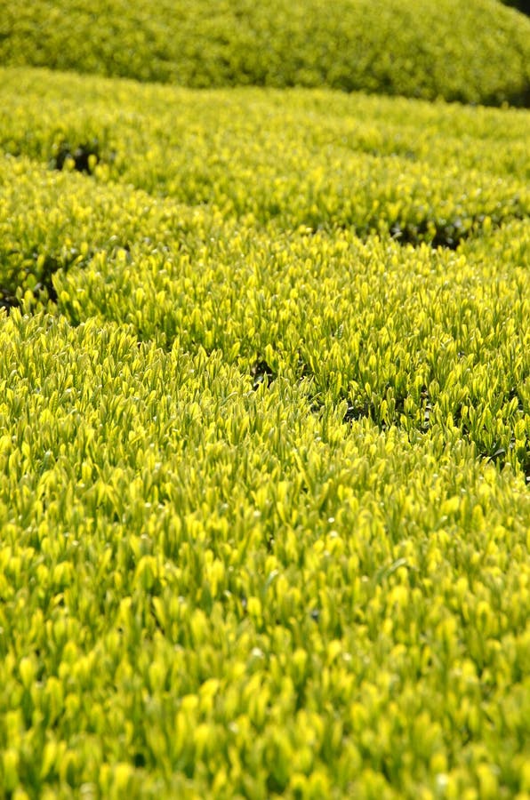 Tea garden in Japan stock photo. Image of surface, fuji - 30645368