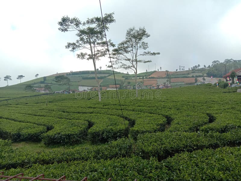 Kaligua Tea Garden Stock Photos - Free & Royalty-Free Stock Photos from ...