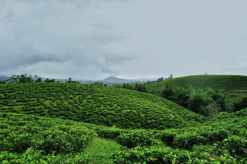 Tea garden landscape stock image. Image of tropic, landscape - 141506631