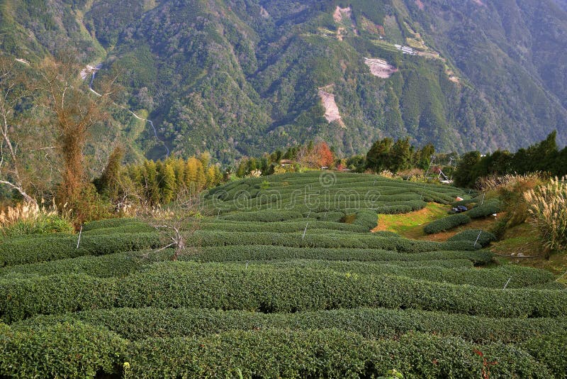Tea garden landscape stock photo. Image of taiwan, long - 139782624