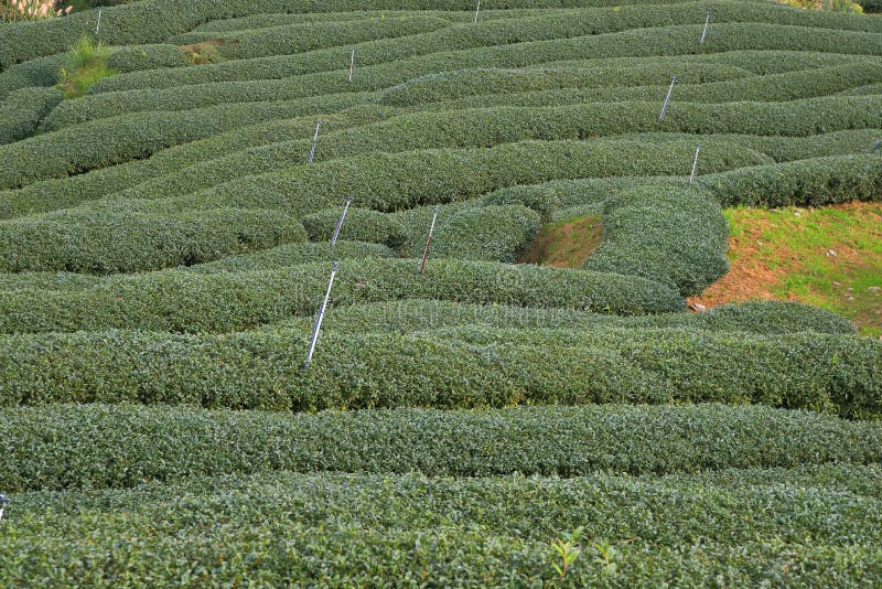 Tea garden landscape stock photo. Image of flora, beverage - 139782626