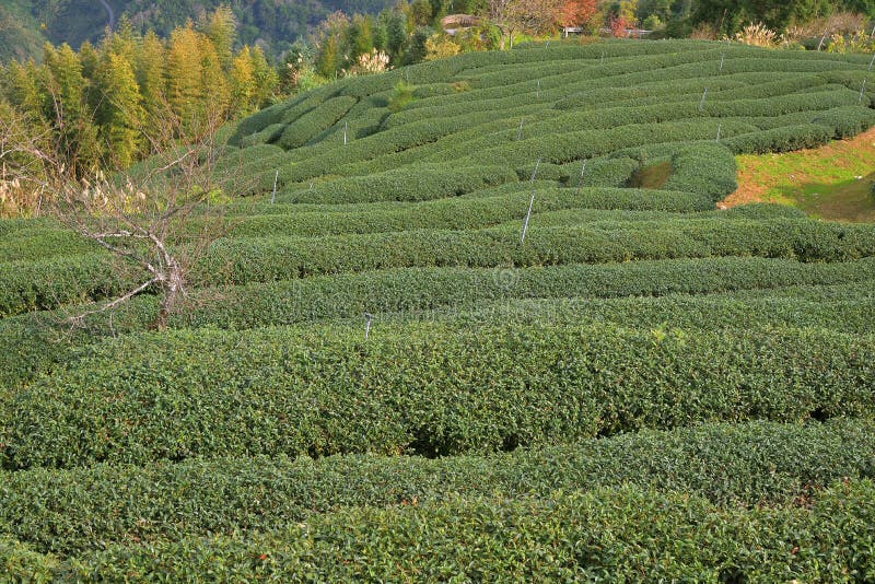 Tea garden landscape stock image. Image of south, crop - 139782637