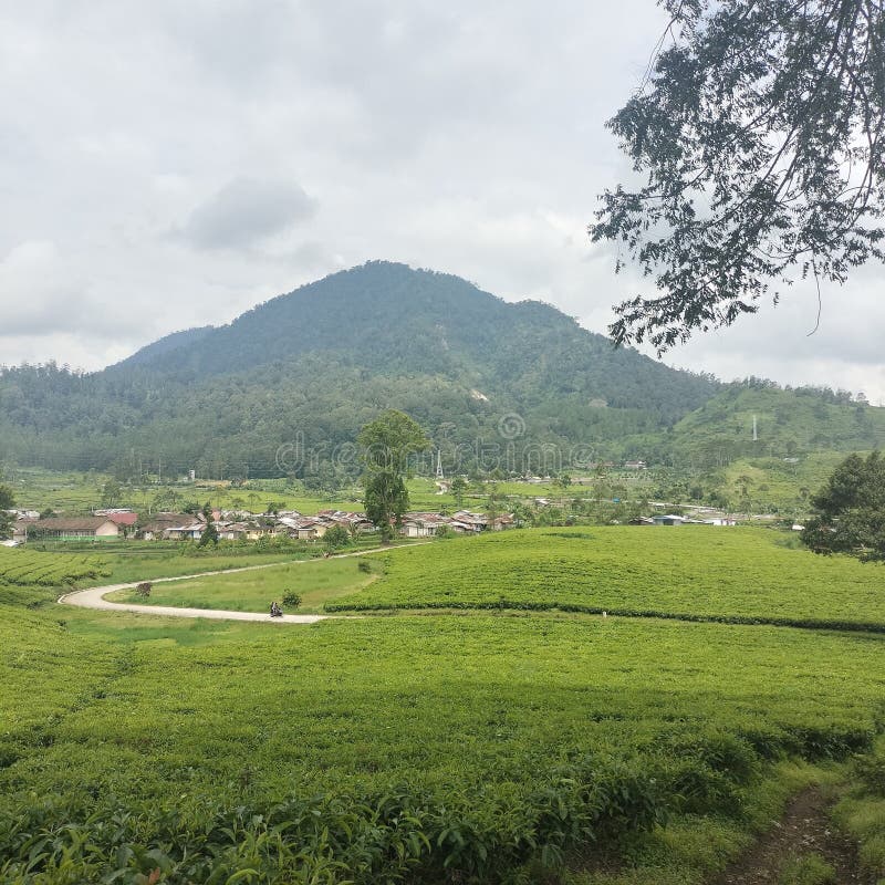 Tea garden landscape stock image. Image of majestuc - 353868533