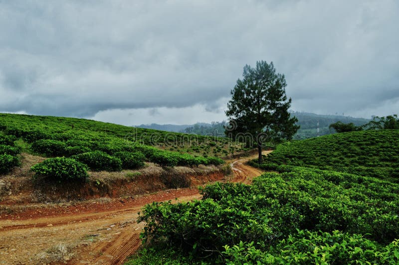 Tea garden landscape stock photo. Image of scenic, view - 141506632