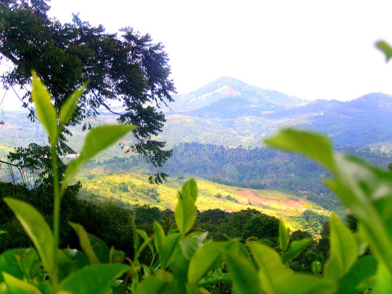 The Tea Garden Located on the Slope of the Mountain is Filled with Tea ...