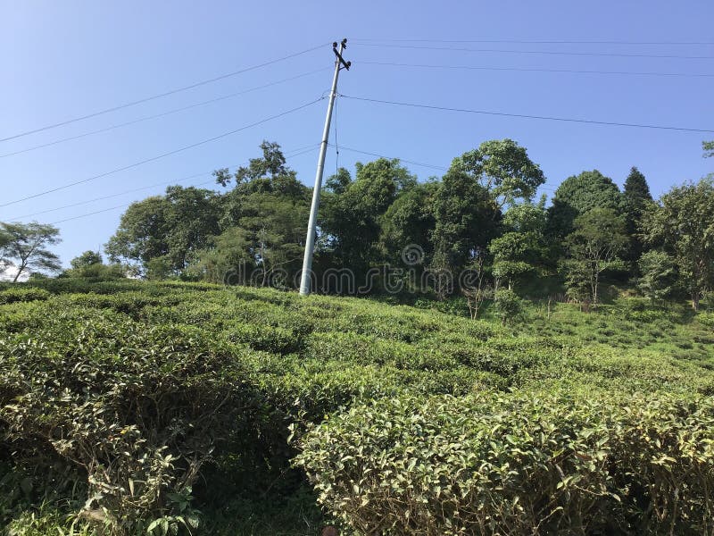 Tea Garden on Mountain of Ilam Nepal Stock Photo - Image of garden ...