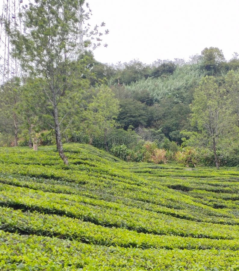 Tea Garden on a Mountain in Java Stock Photo - Image of garden, green ...