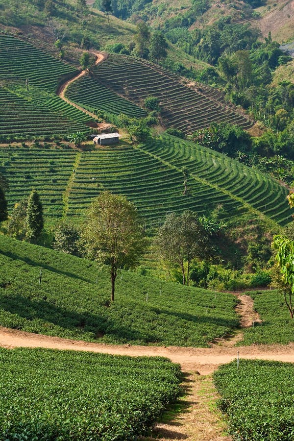 Tea plantation in Rwanda stock image. Image of landscape - 19513337